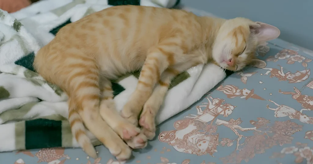 Cat Sleeping Positions When Sick: Comfort Guide 2025